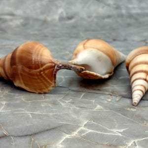Arabian Tibia Curta Conch Seashell Tibia Insulaechorab (3 Shells Approx. 4+ Inches) Conch Shell ...