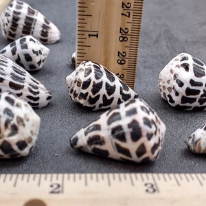 Large Hebrew Cone Seashells Conus Ebraeus White Black Spots 5 Shells ...