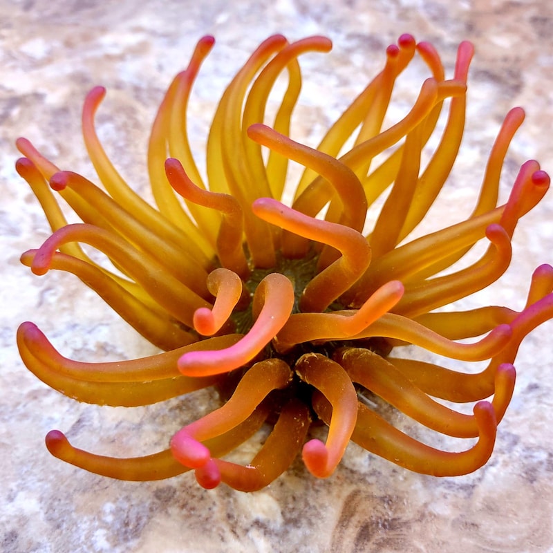 Faux Fish Plant - Etsy