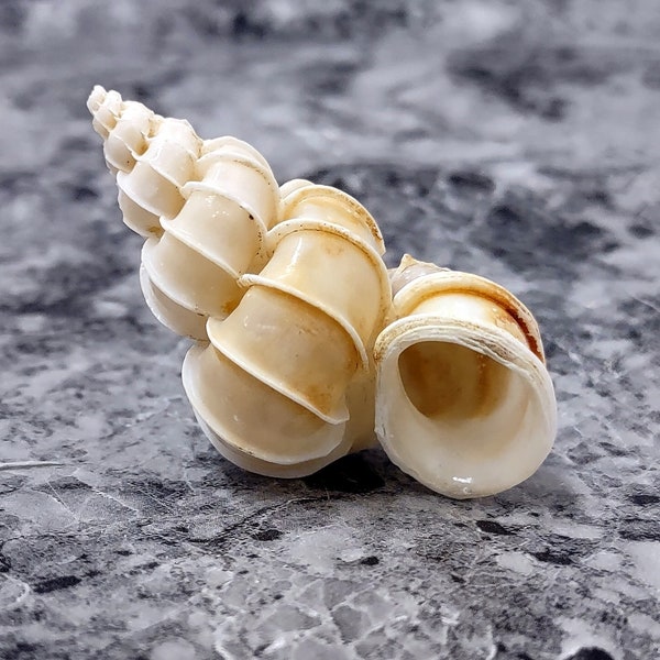 Seashell Collection - Etsy