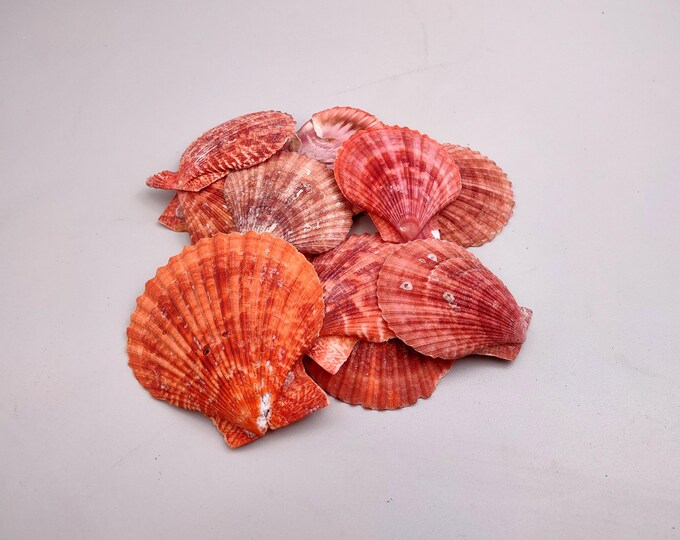 Crimson Red Scallop Seashell Halves Pecten Nobolis (approx. Quarter ...