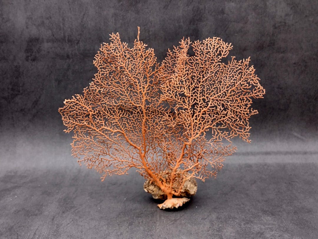 Red Orange Sea Fan Coral Echinogorgia SP (1 Fan Approx. 7-9+ Inches ...