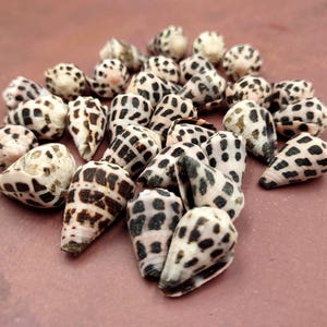 Small Hebrew Cone Seashells Conus Ebraeus (5 Shells Approx. 0.75 ...