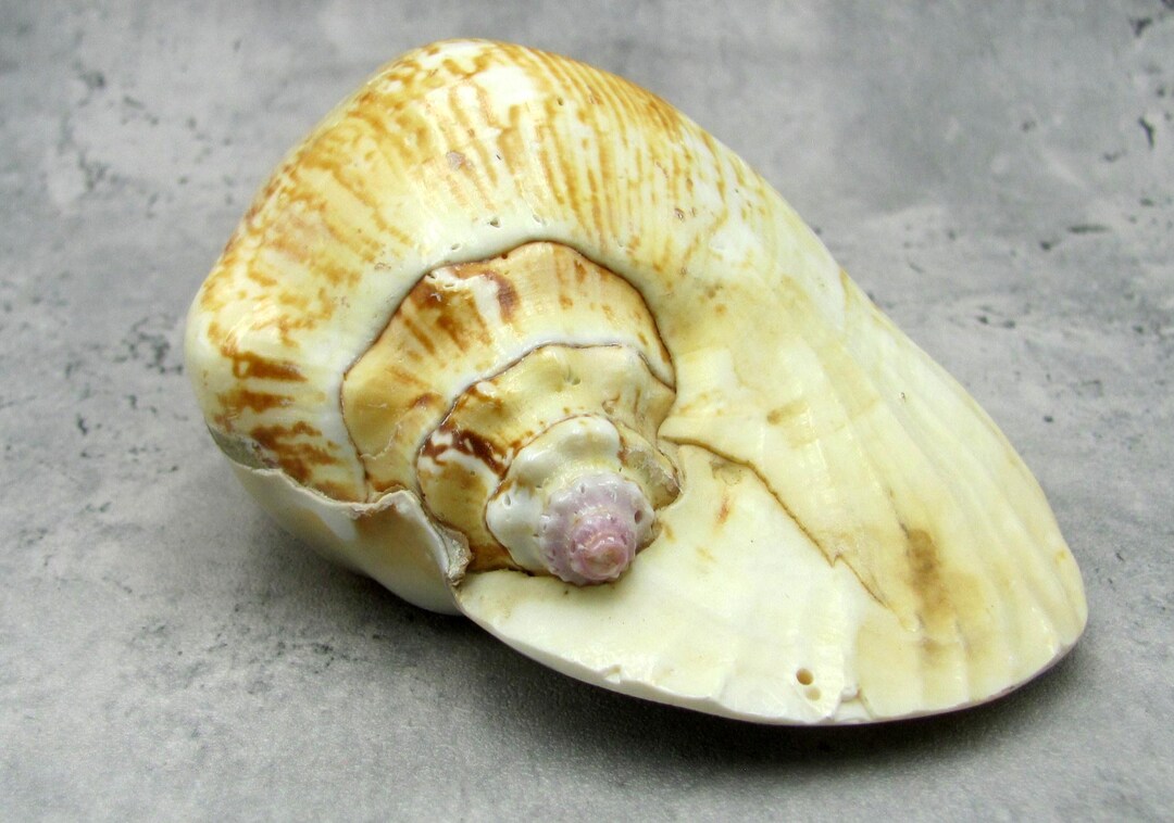 Strombus Pacific Conch Seashell Strombus Latissmus (1 Shell Approx. 5 ...