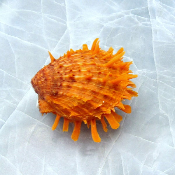 Spondylus - Etsy