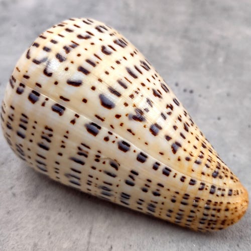 Medium Hebrew Cone Seashells Conus Ebraeus 5 Shells Approx. 1 Inches ...