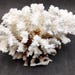 Cebu Beauty Violet Coral Seashells Coralliophila Neritoidea (approx. 40 ...