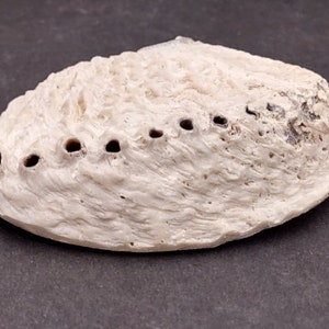 Midas South African Abalone Shell Haliotis Midae 1 Shell, 6-6.5 Inches ...