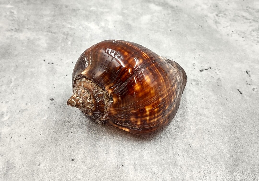 Fiber Conch Seashell Dark Brown Melongena Patula (1 Shell Approx. 4 ...