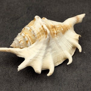 Large Scorpion Spider Conch Seashell Lambis Scorpio 1 Shell Approx. 3 ...