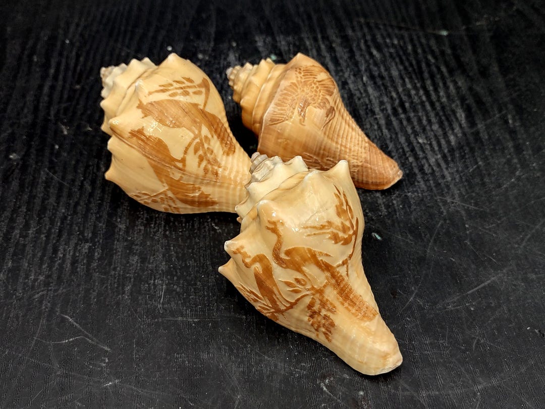 Carved Conch Seashell Decorative Set of Eagle Love Birds and Peacock ...