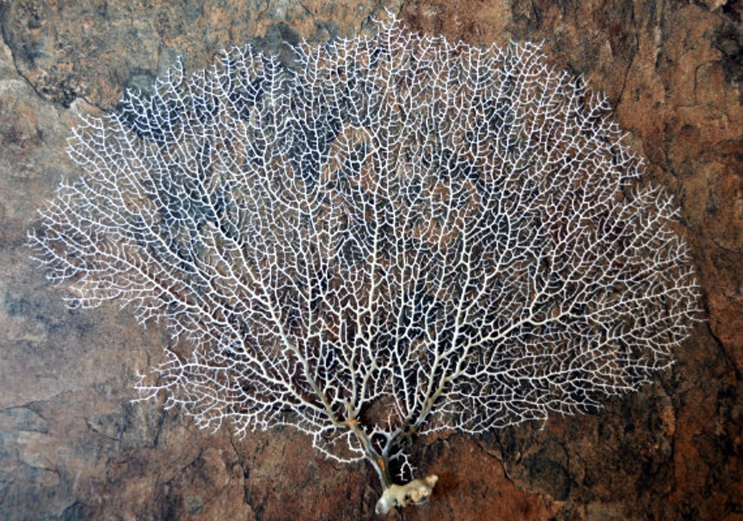 White Sea Fan Coral Gorgonia Ventalina 1 Fan Approx. 7-9 Inches - Etsy