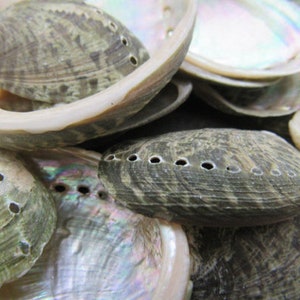 Mini Baby Abalone Green and Silver Seashells approx. Half Pound 85 ...