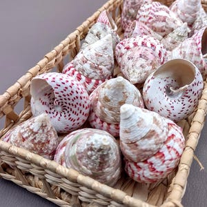 Strawberry Trochus Seashells Red White Rochia Conus (4 Shells Approx. 1 ...