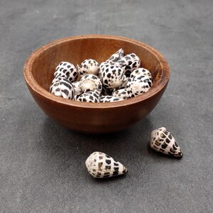 Medium Hebrew Cone Seashells Conus Ebraeus (5 Shells Approx. 1+ Inches ...