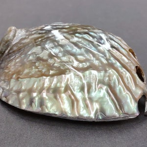 Polished Pink Abalone Haliotis Corrugata 1 Shell 5-6 Inches - Etsy