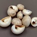 Whale Eye Moon Seashells Polinices Didyma (10 Shells Approx. 1+ Inches ...