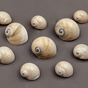 Whale Eye Moon Seashells Polinices Didyma (10 Shells Approx. 1+ Inches ...
