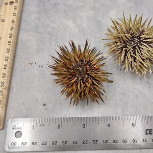 Burrowing Sea Urchin With Spines Echinometra Mathaei (2 Urchins Approx ...