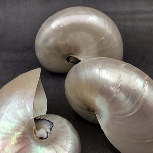 Pearlized Nautilus Seashell Polished Nautilus Pompilius (1 Shell Approx ...