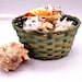 Imperial Volute Seashell Voluta Imperialis (1 Shell Approx. 5+ Inches ...