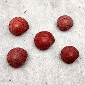 Strawberry Top Red Seashells Clanculus Puniceus (5 Shells Approx. 0.5 ...