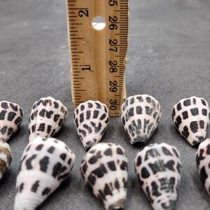 Medium Hebrew Cone Seashells Conus Ebraeus (5 Shells Approx. 1+ Inches ...