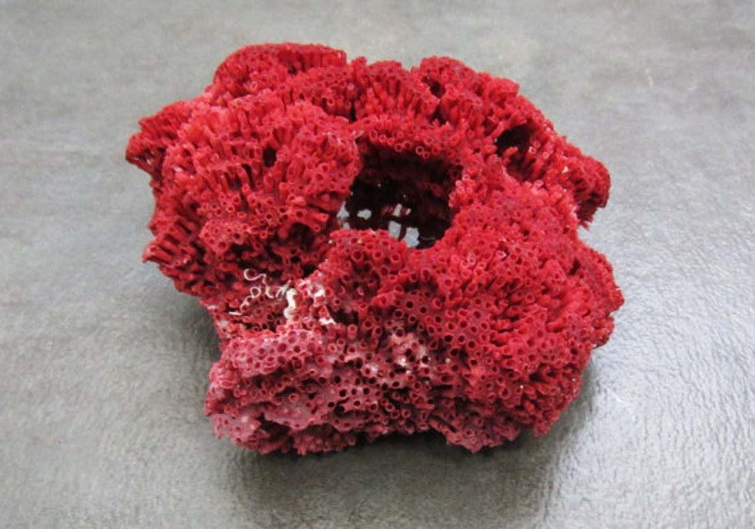 Red Pipe Organ Coral Tubipora Musica 1 Coral Approx. 3-4 Inches - Etsy