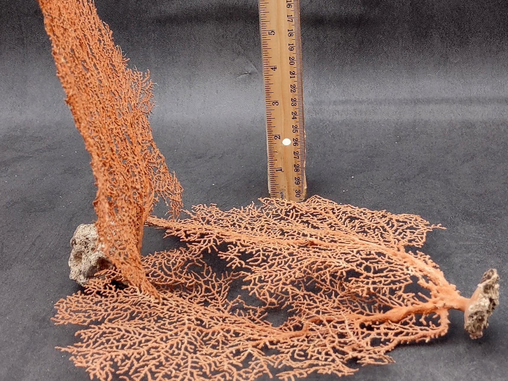 Red Orange Sea Fan Coral Echinogorgia SP (1 Fan Approx. 7-9+ Inches ...