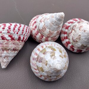 Strawberry Trochus Seashells Red White Rochia Conus (4 Shells Approx. 1 ...