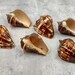Fiber Conch Seashell Dark Brown Melongena Patula (1 Shell Approx. 4 ...