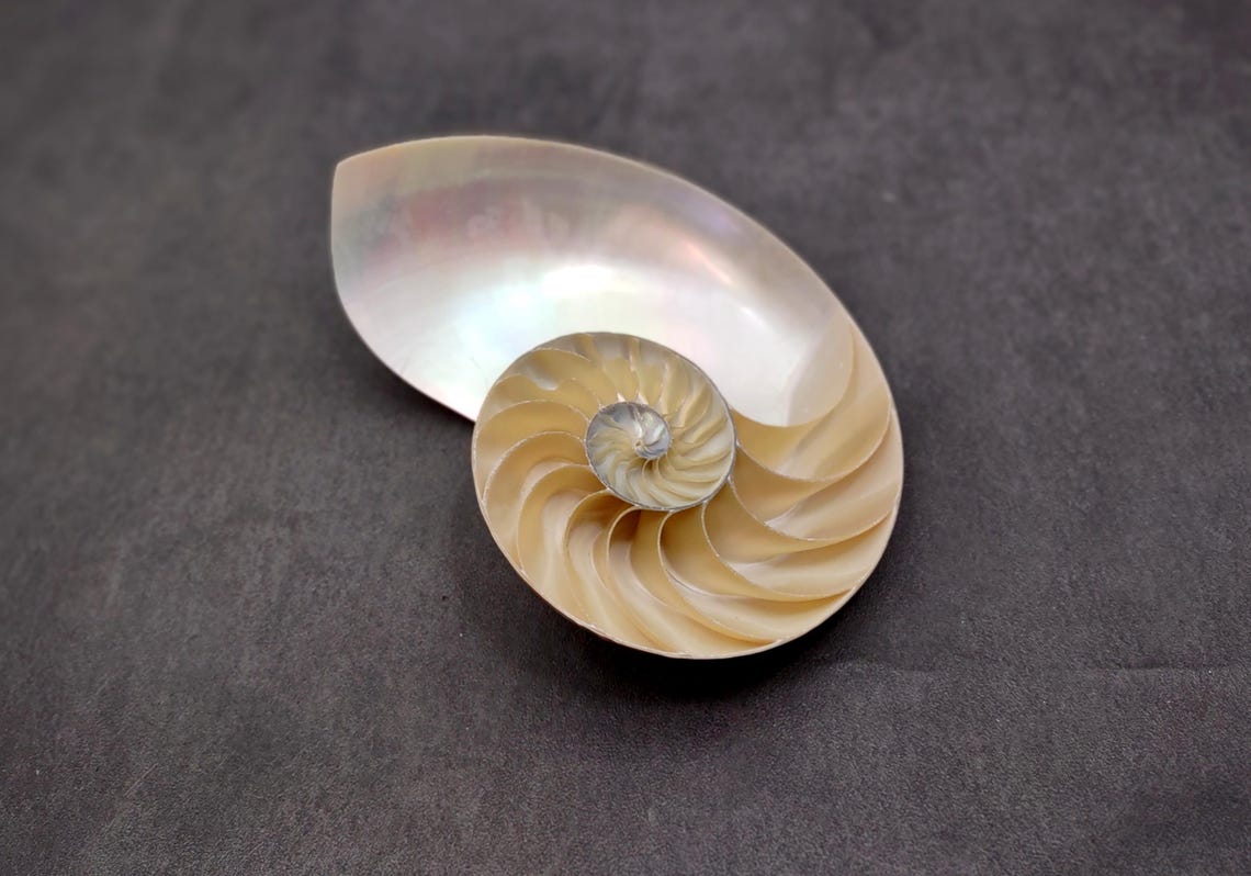 Polished Natural Nautilus Seashell Right Cut Single Half Nautilus ...
