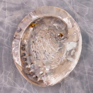 Midas South African Abalone Shell Haliotis Midae 1 Shell Approx. 6 ...