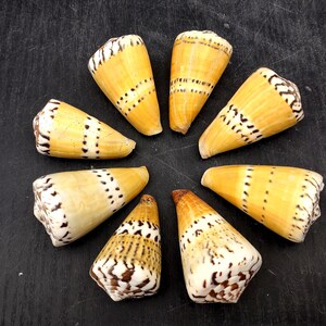 Captain Cone Seashells Conus Capitaneus 2 Shells Approx. 2 Inches Cone ...