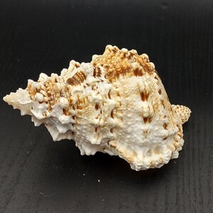 Giant Frog Seashell Bursa Bubo (1 Shell 4+ Inches) Lovely Shells for ...