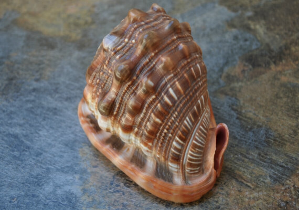 Bullmouth Helmet Seashell Cassis Rufa 1 Shell Approx. - Etsy