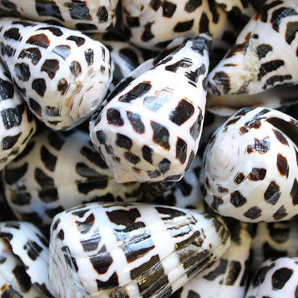 Hebrew Shells - Etsy