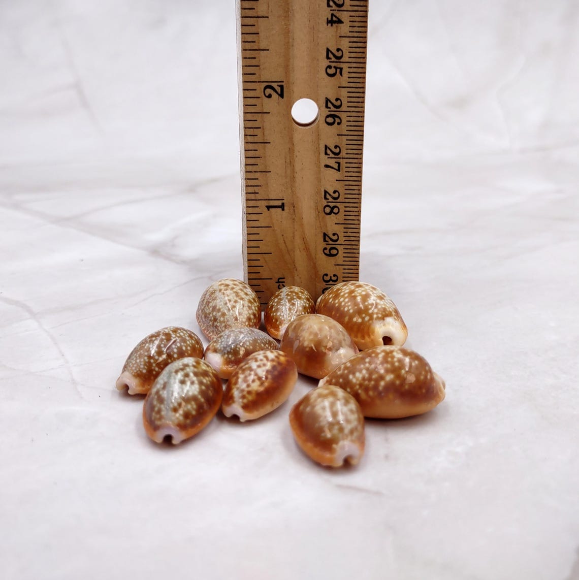 Honey Cowrie Seashells Polished Naria Helvola (10 Shells Approx. 0.5 ...