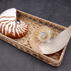 Natural Nautilus Seashell Right Cut Single Half Nautilus Pompilius 1 ...