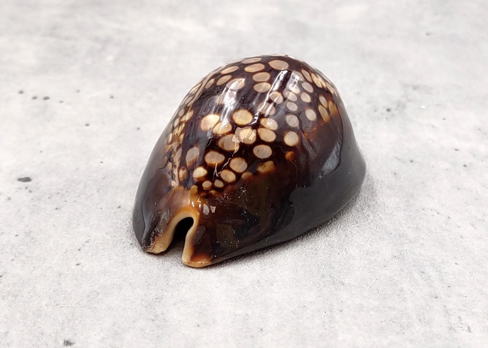 Humpback Cowrie Seashell Dark Brown Cypraea Mauritiana (1 Shell Approx ...