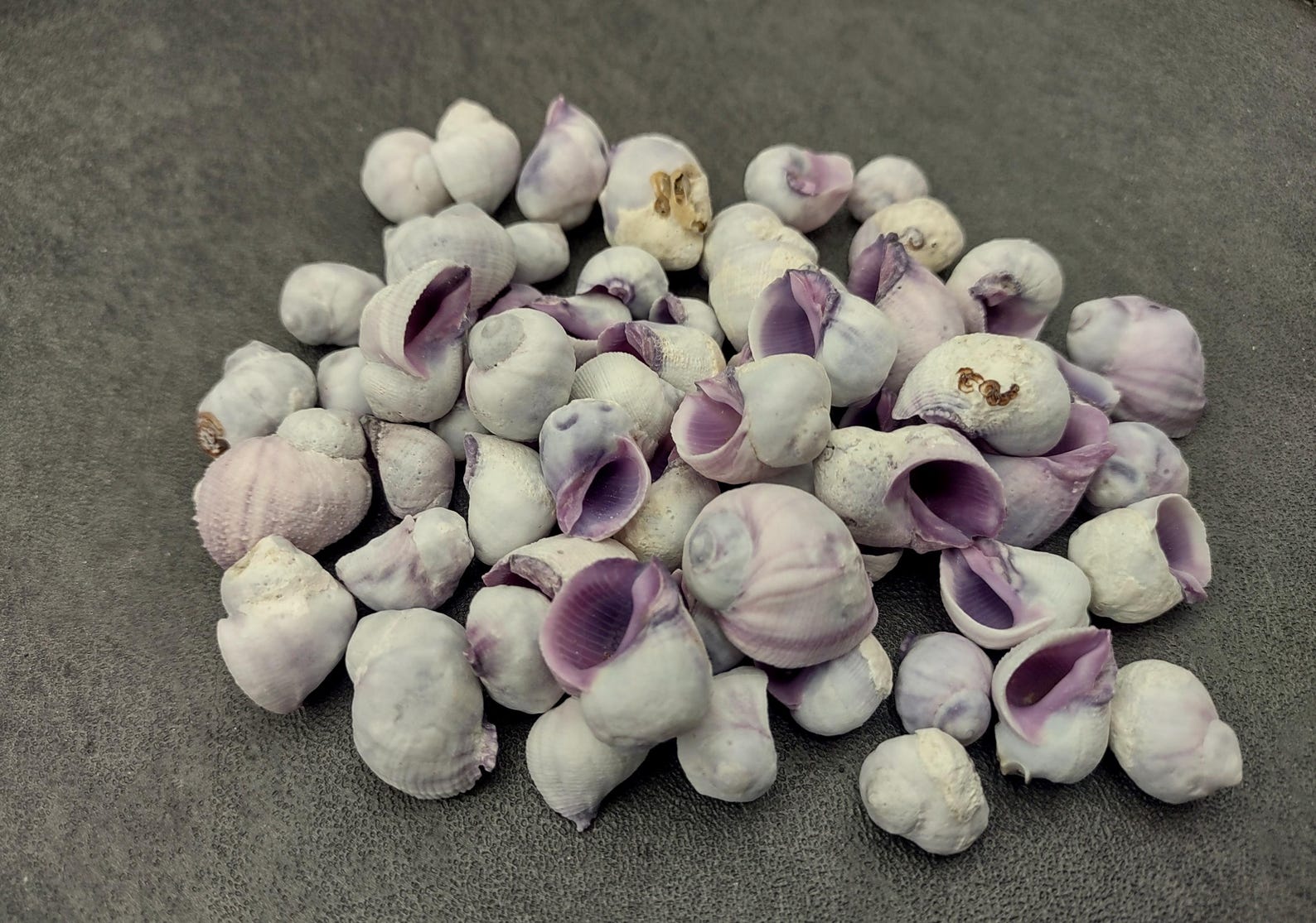 Cebu Beauty Violet Coral Seashells Coralliophila Neritoidea (approx. 40 ...