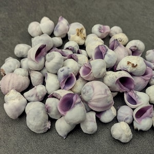 Cebu Beauty Violet Coral Seashells Coralliophila Neritoidea (approx. 40 ...