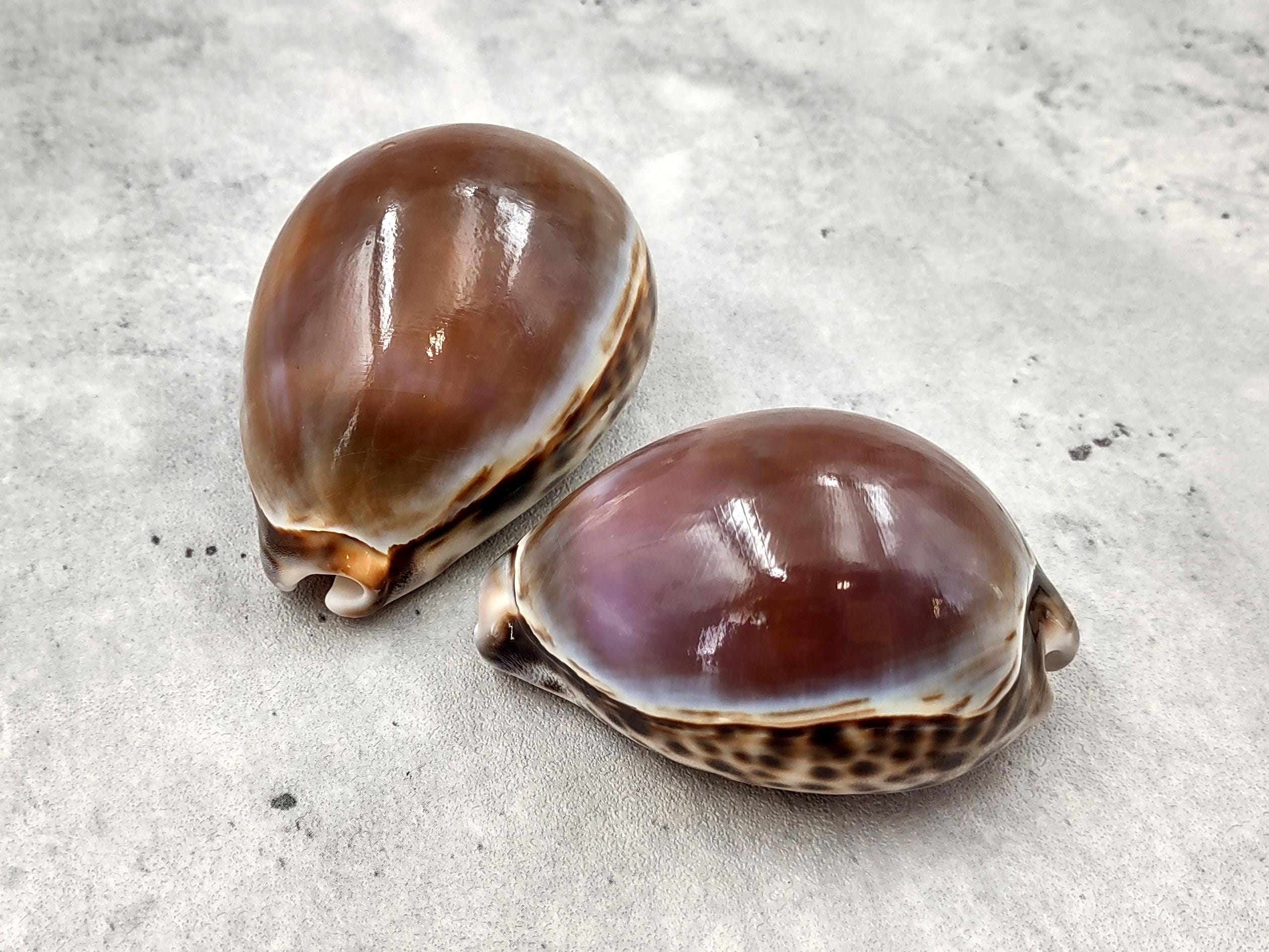 Purple Top Tiger Cowrie Seashells Cypraea Tigris (2 Shells Approx. 2.25 ...