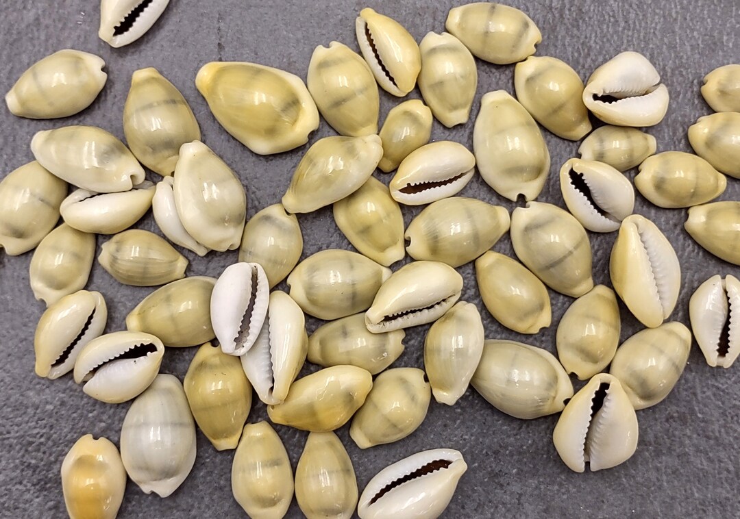 Money Cowrie Seashells Cypraea Moneta approx. Half Cup 35 Shells 0.5 ... Money Cowrie Seashells Cypraea Moneta approx. Half Cup 35 Shells 0.5 ...