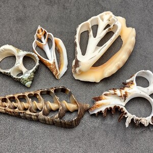 Center Cut Sliced Large Seashell Assortment 5 Shells Approx. 1.5-2.5 ...