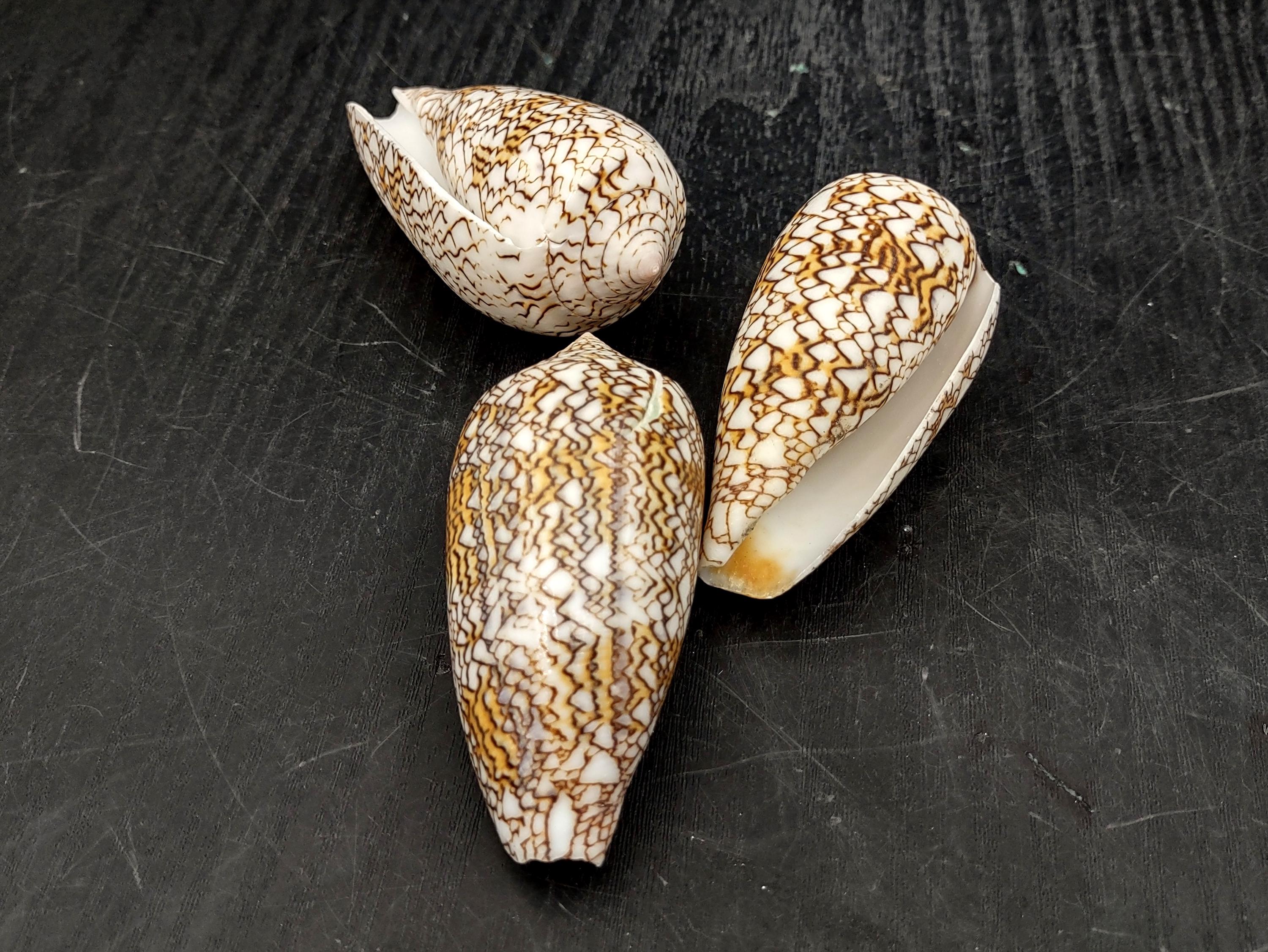 Cloth of Gold Cone Seashell Conus Textile (1 Shell Approx. 2.5+ Inches ...