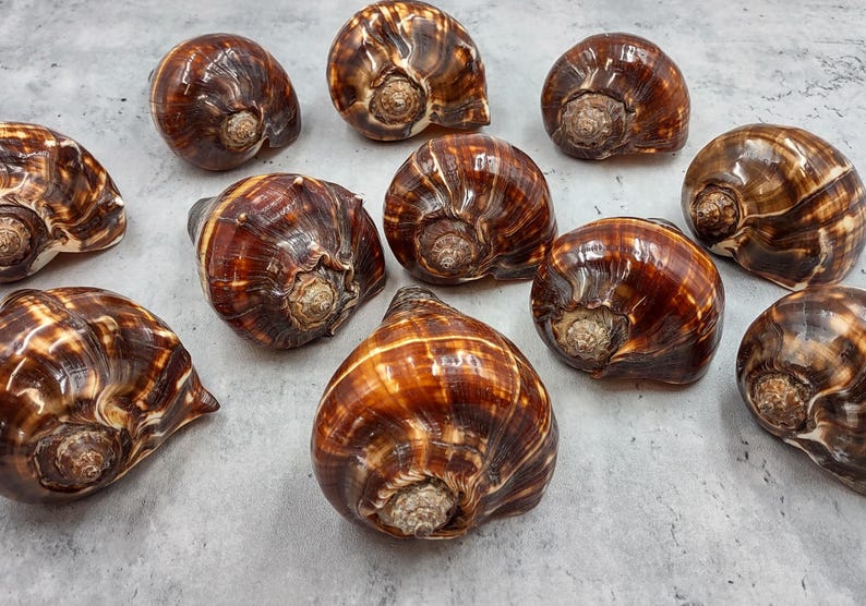 Fiber Conch Seashell Dark Brown Melongena Patula (1 Shell Approx. 4 ...