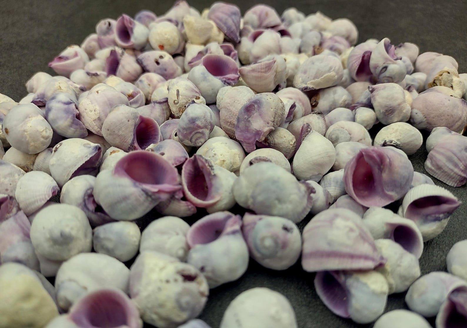 Cebu Beauty Violet Coral Seashells Coralliophila Neritoidea (approx. 40 ...