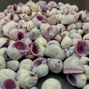 Cebu Beauty Violet Coral Seashells Coralliophila Neritoidea (approx. 40 ...