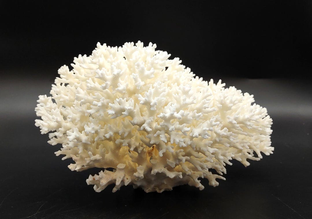 White Lace Coral Large Cluster Pocillopora Damicornis (1 Coral Approx ...